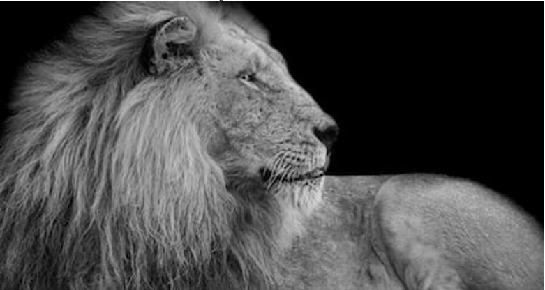 What a Lion Can Teach us About Modern Masculinity – Twin Powers